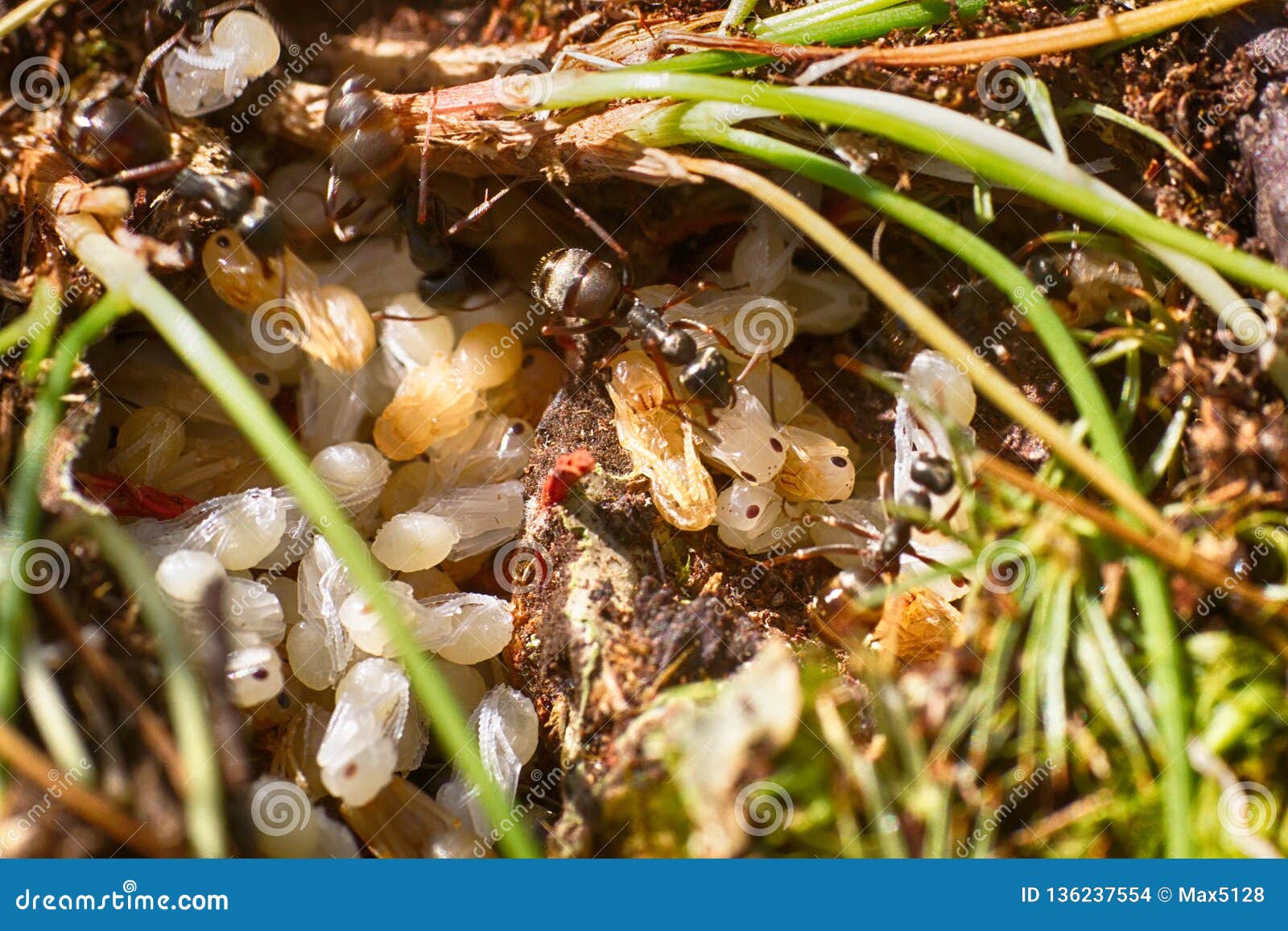Earth Ants and Ant Eggs in the Anthill Stock Photo - Image of nature ...