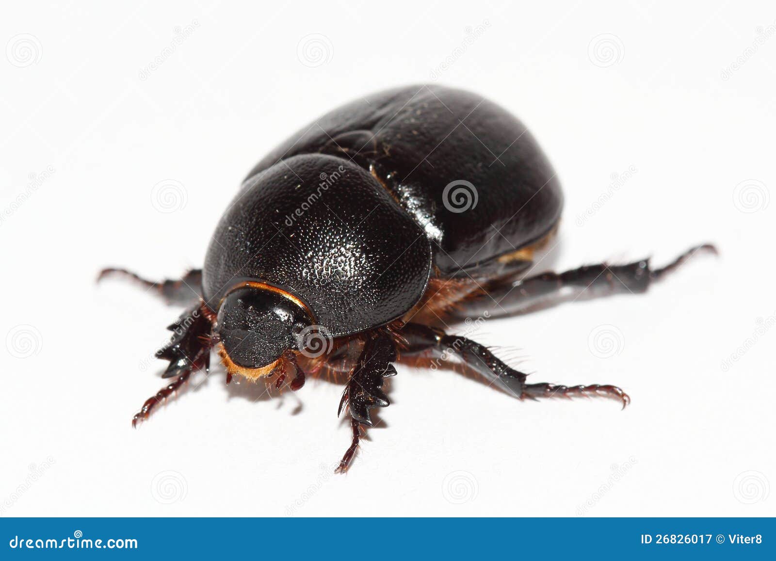 Earth-boring dung beetle stock image. Image of earthboring - 26826017