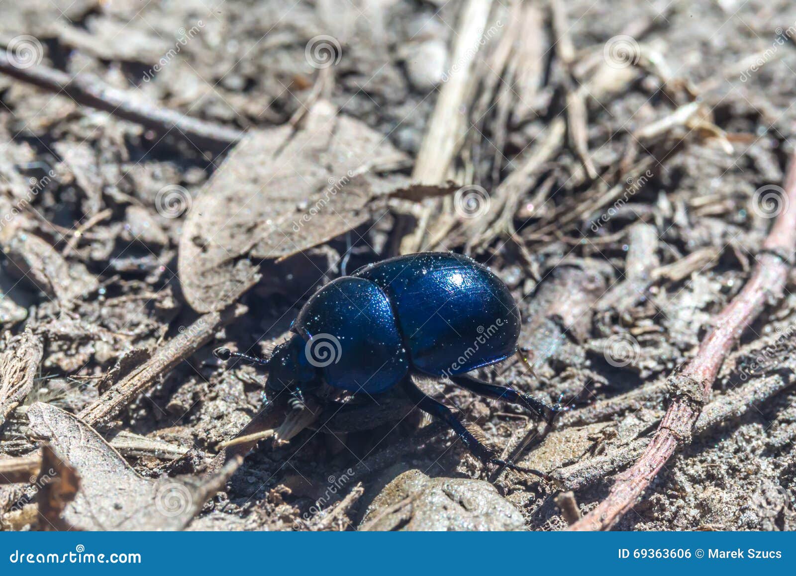 Earth-boring dung beetle stock photo. Image of nature - 69363606