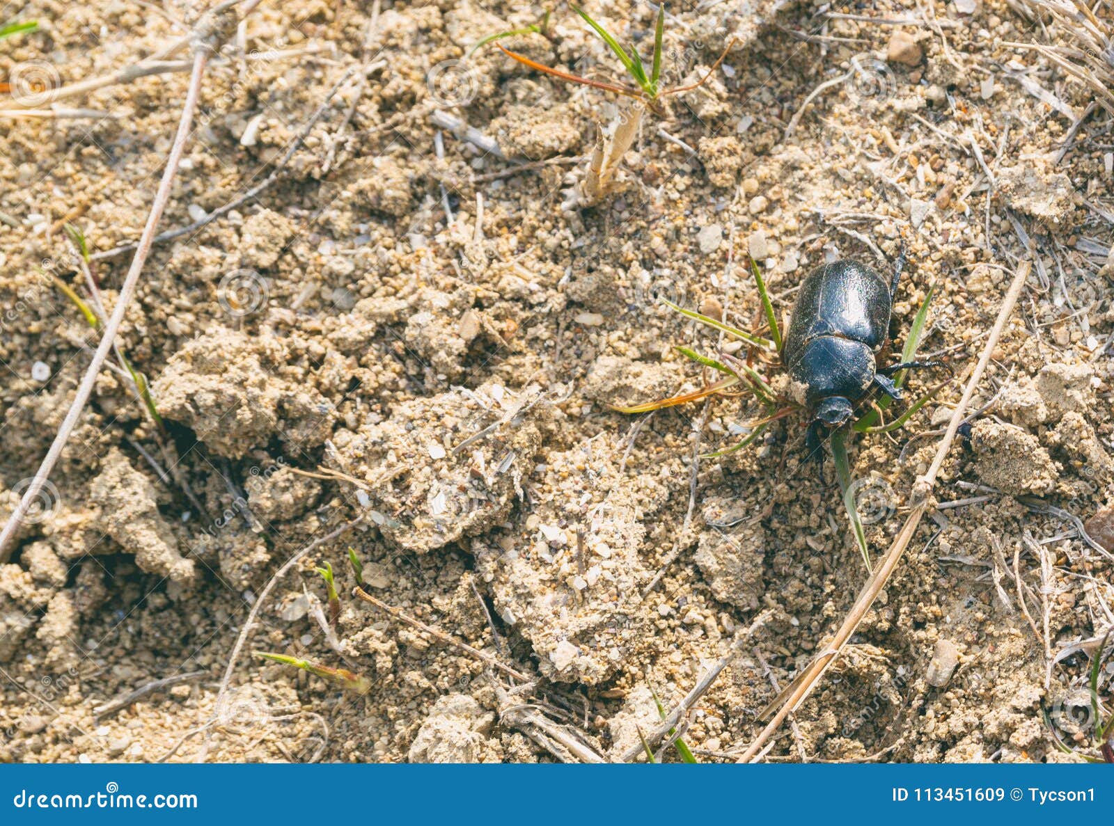 Earth boring dung beetle stock image. Image of insect - 113451609