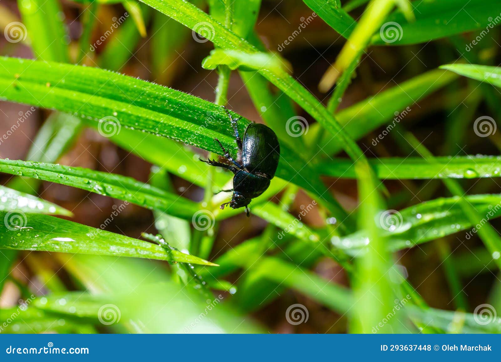 Earth Boring Dung Beetles, Anoplotrupes Stercorosus Stock Photo - Image ...
