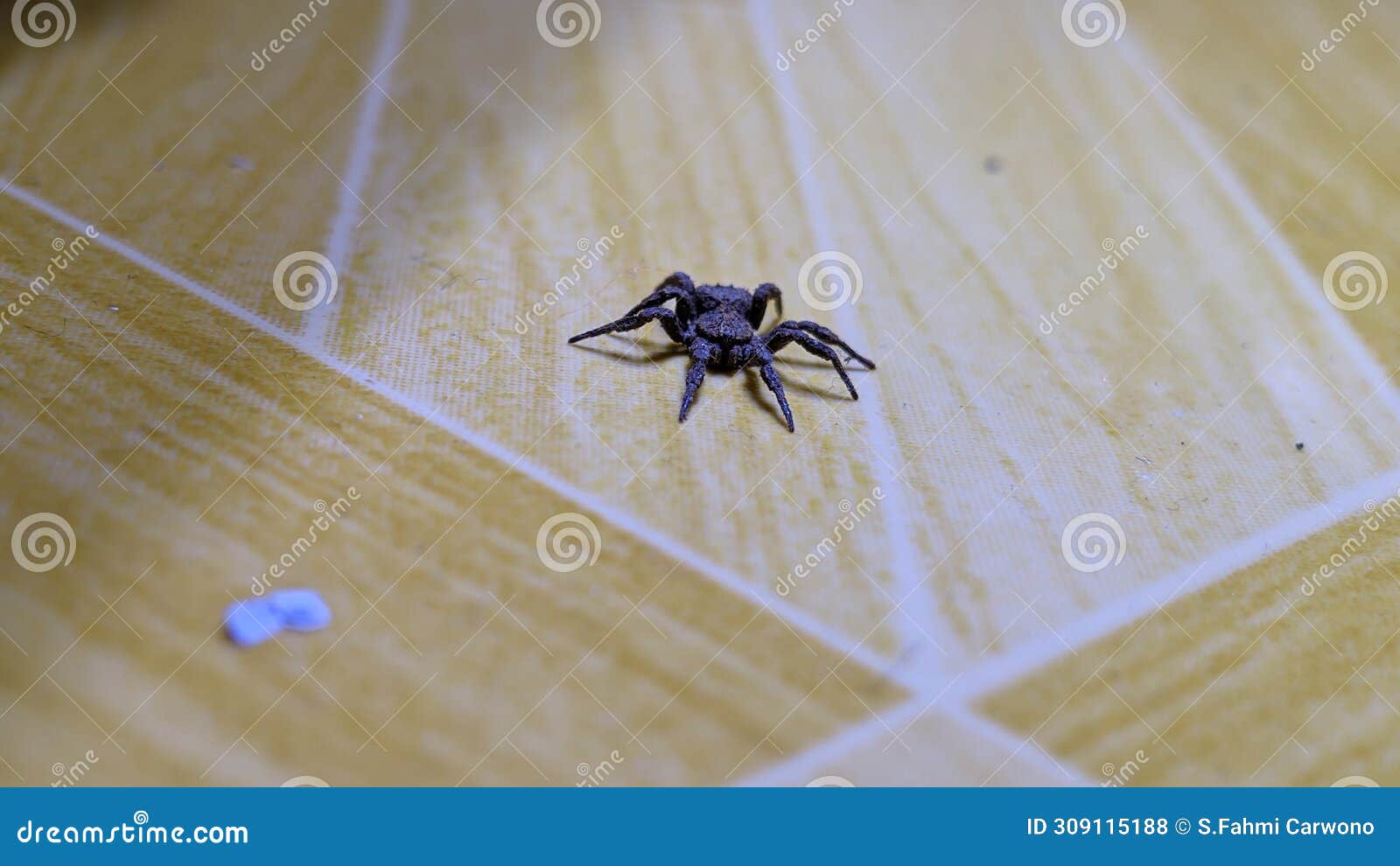 Earth-colored Jumping Spider Stock Photo - Image of insect, macro ...