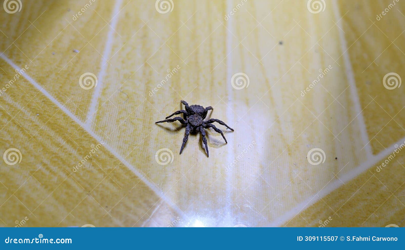 Earth-colored Jumping Spider Stock Image - Image of spring, beauty ...