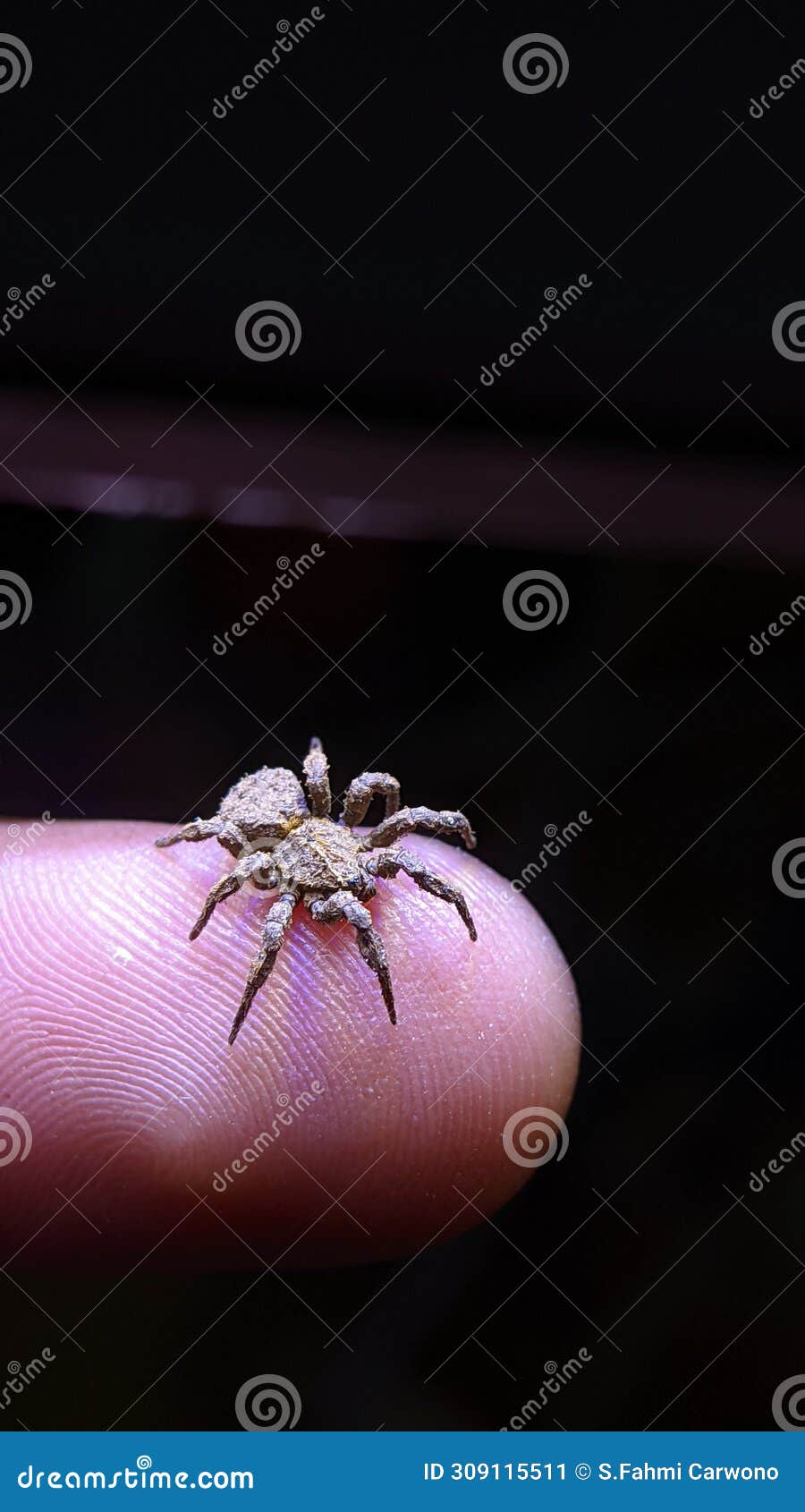 Earth-colored Jumping Spider Stock Image - Image of beauty, biology ...