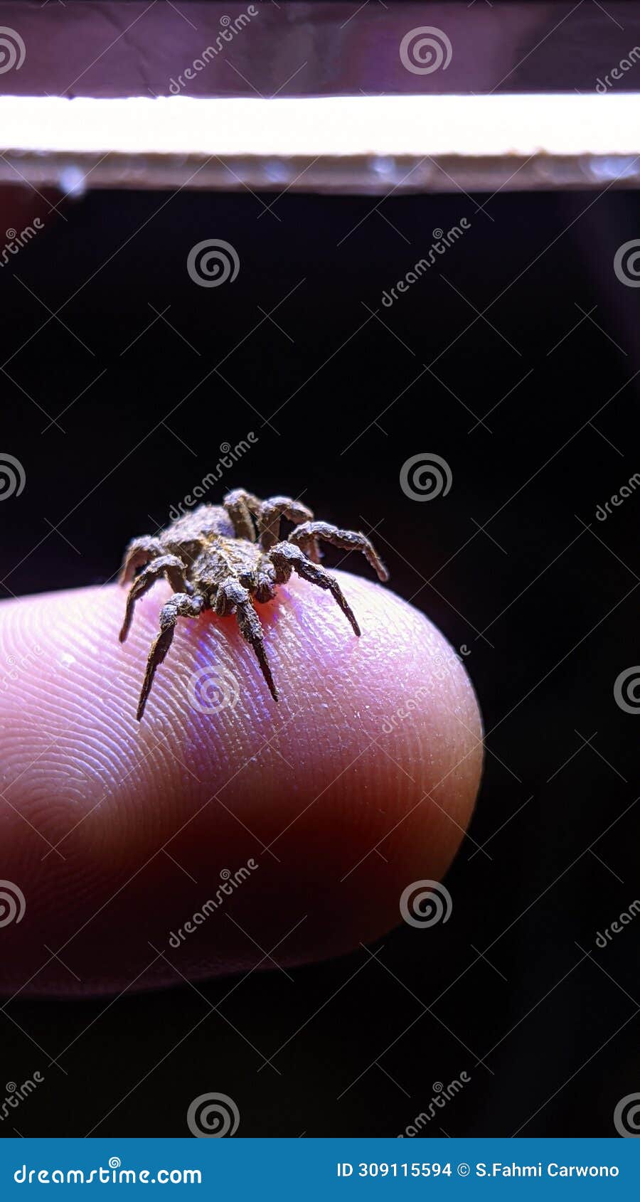 Earth-colored Jumping Spider Stock Photo - Image of earth, wildlife ...