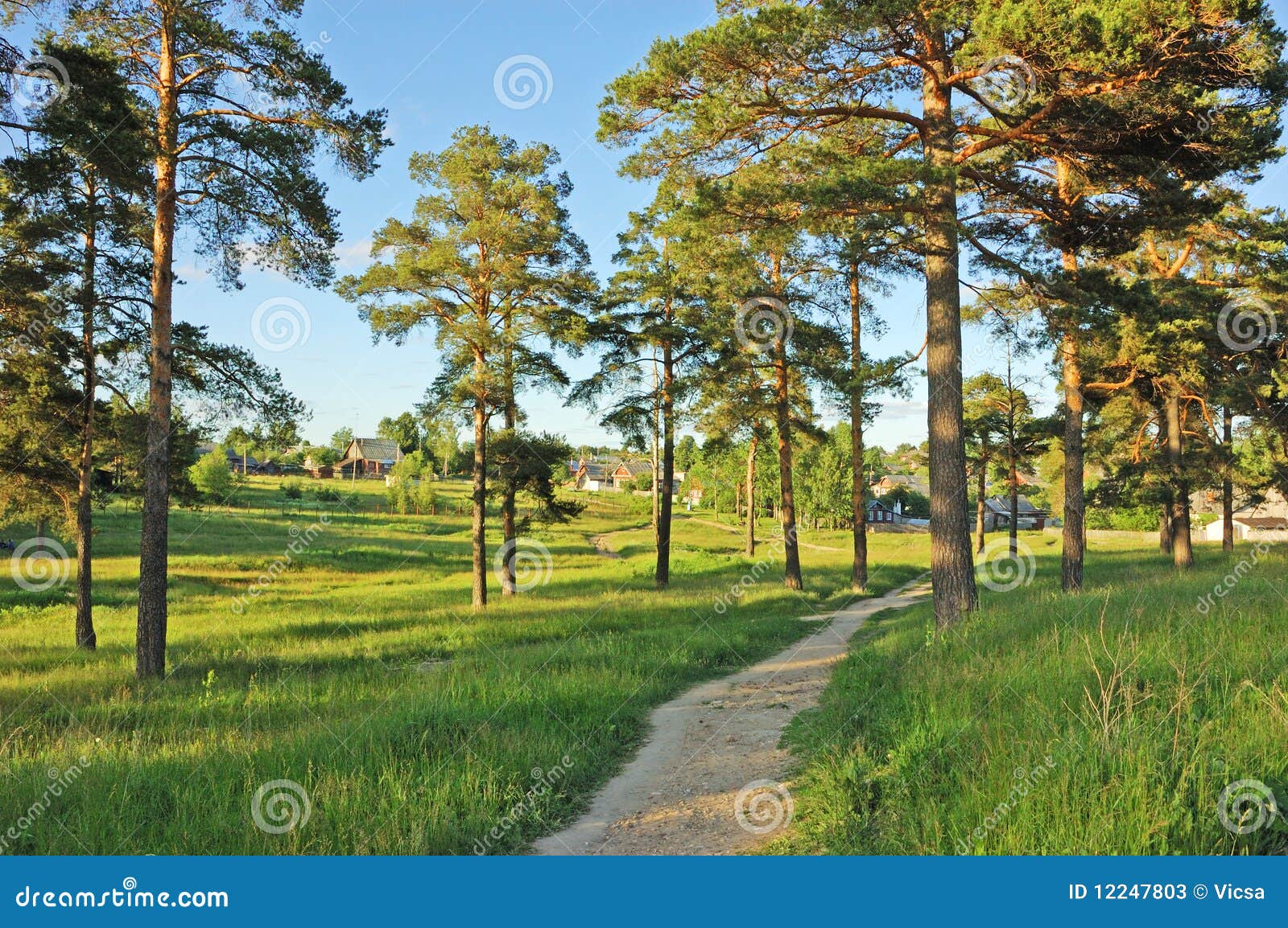 Earth Foot Path between Pine Trees Stock Image - Image of scenic ...
