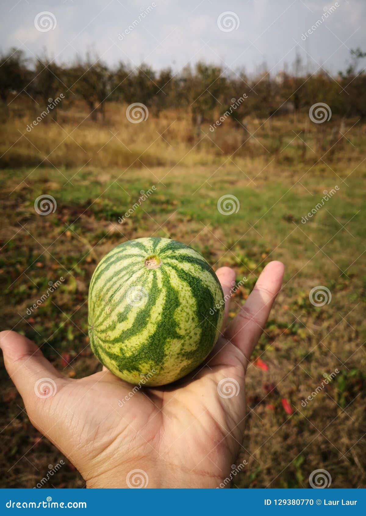 Earth fruits stock photo. Image of earth, nature, fruit - 129380770