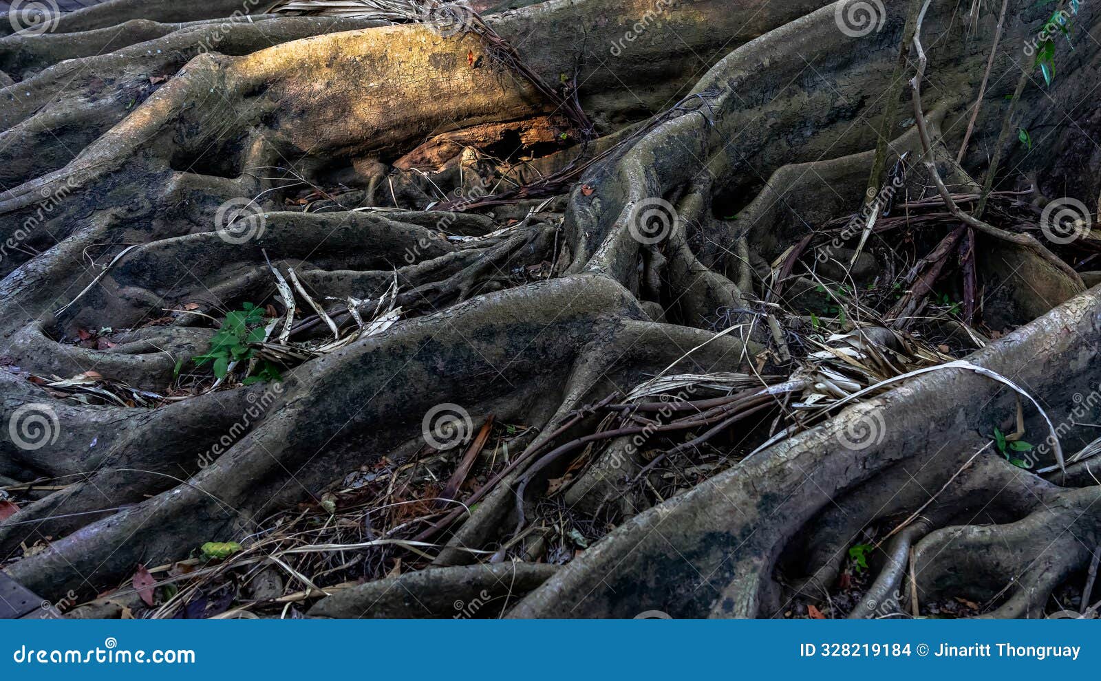 Large Trunk Big Tree Bark Rough Texture Stock Photo | CartoonDealer.com ... Large Trunk Big Tree Bark Rough Texture Stock Photo | CartoonDealer.com ...