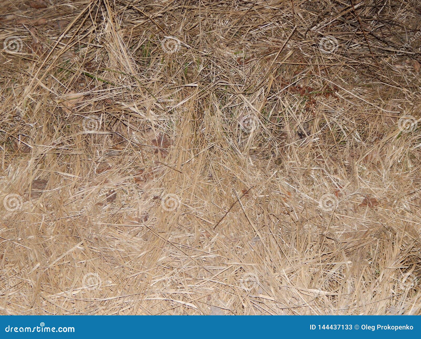 Earth and grass texture stock image. Image of plant - 144437133