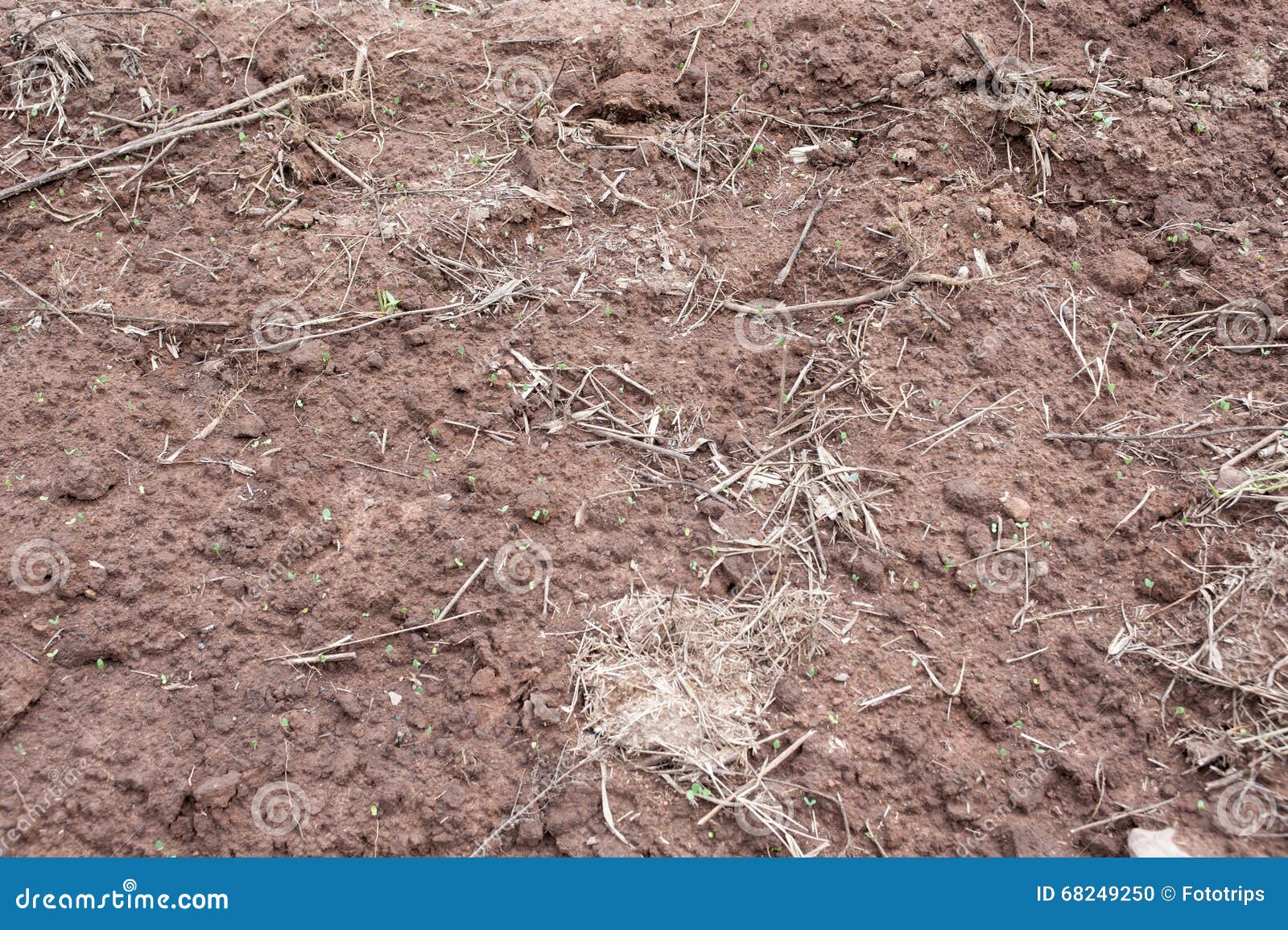 Earth Ground Covered with Compost Mulch Fragment As a Texture Ba Stock ...