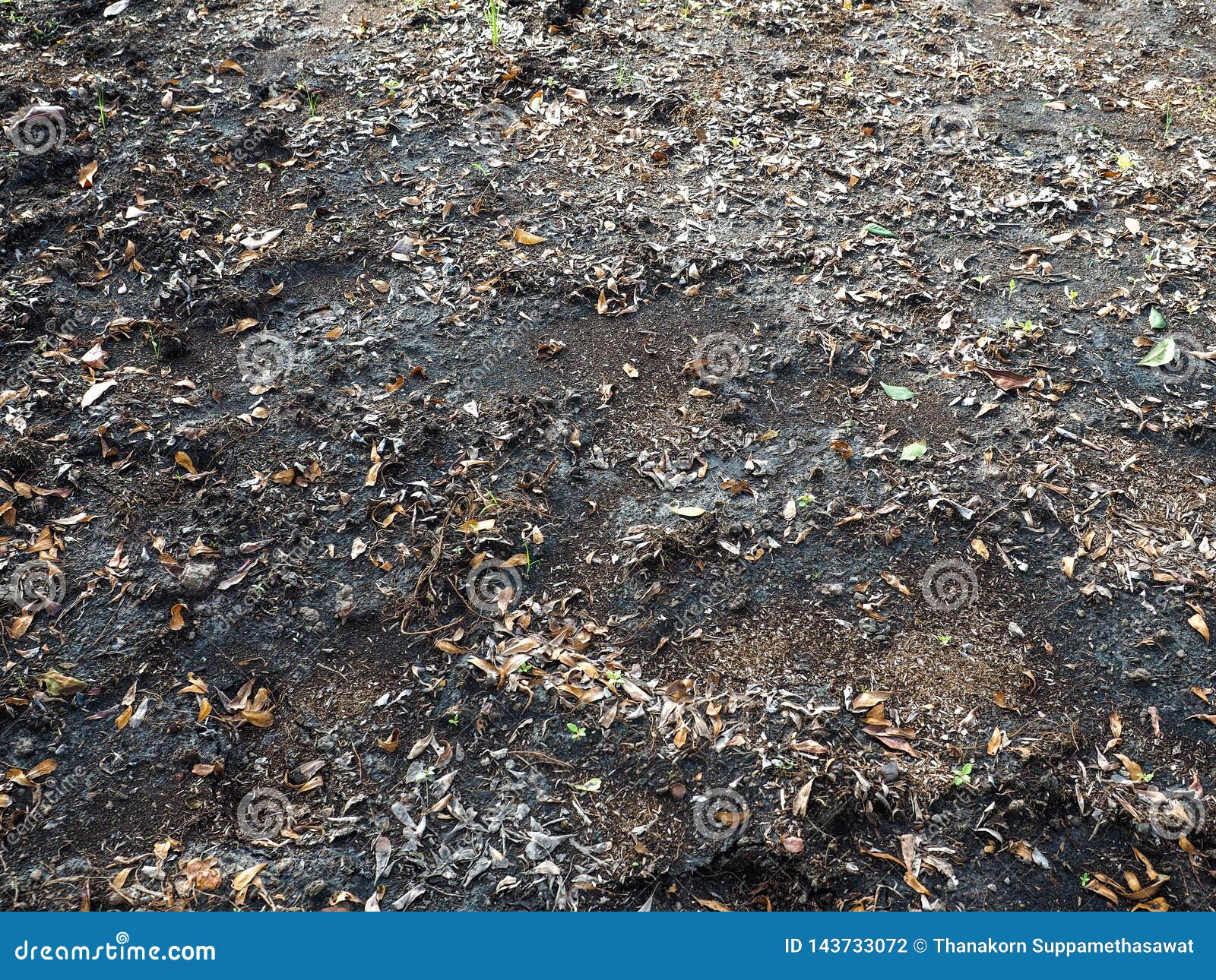 Earth Ground Covered with Compost Mulch Fragment As a Texture ...