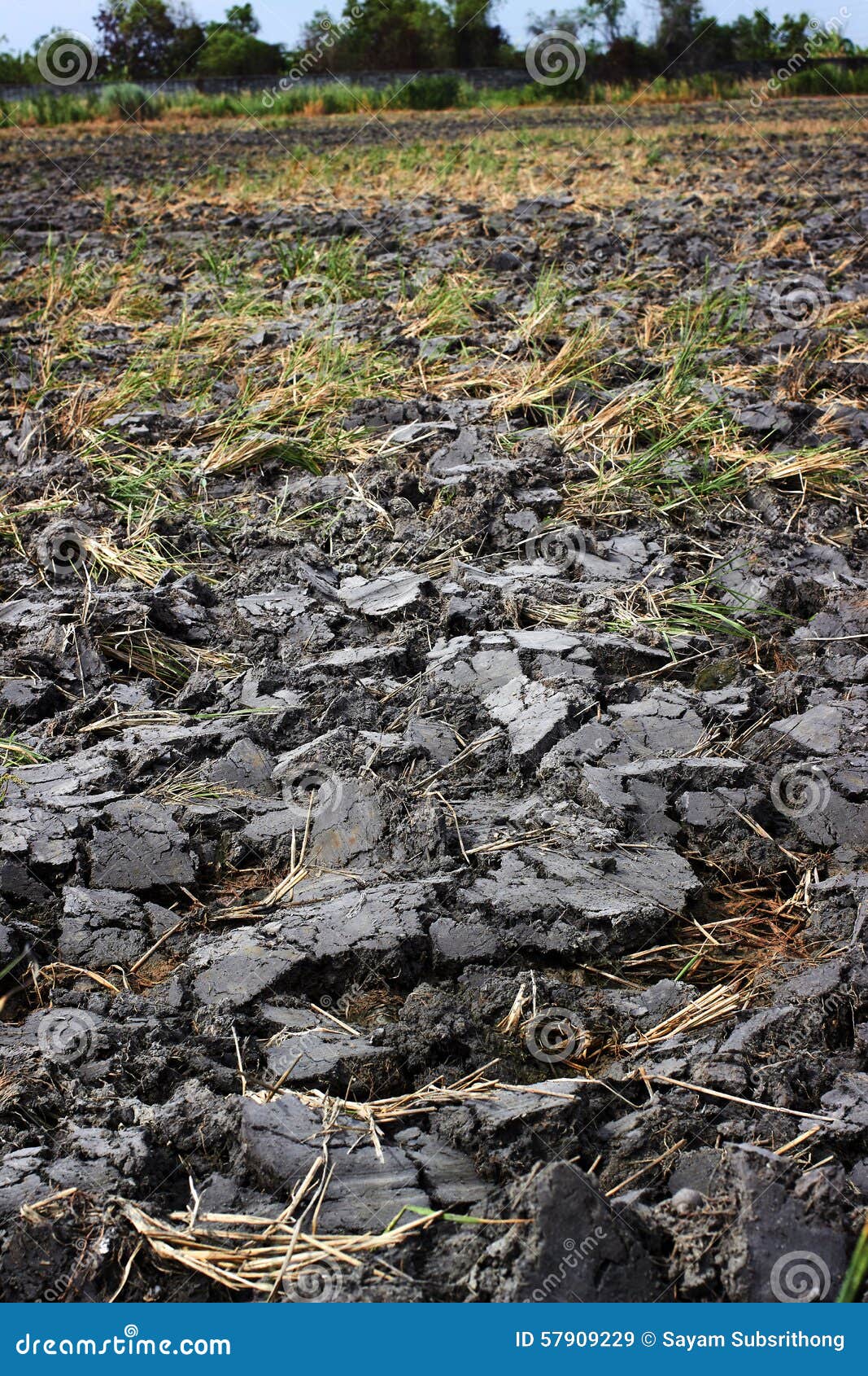 Earth Ground for Plant Any Cereal. Stock Image - Image of season ...