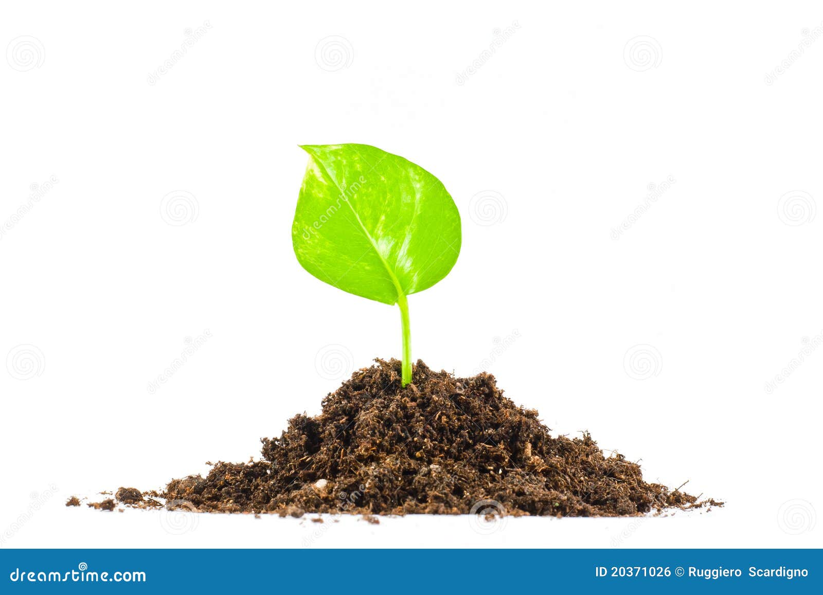 Earth growing stock photo. Image of life, leaf, hand - 20371026