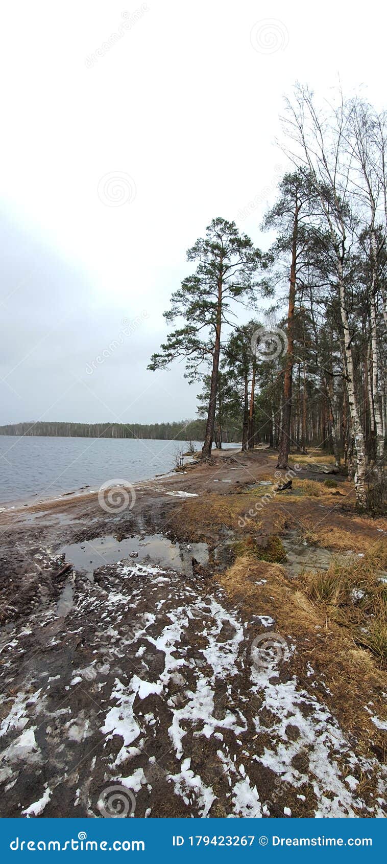 Earth Mud Lake Pine Trees in Autumn Stock Image - Image of autumn, rock ...