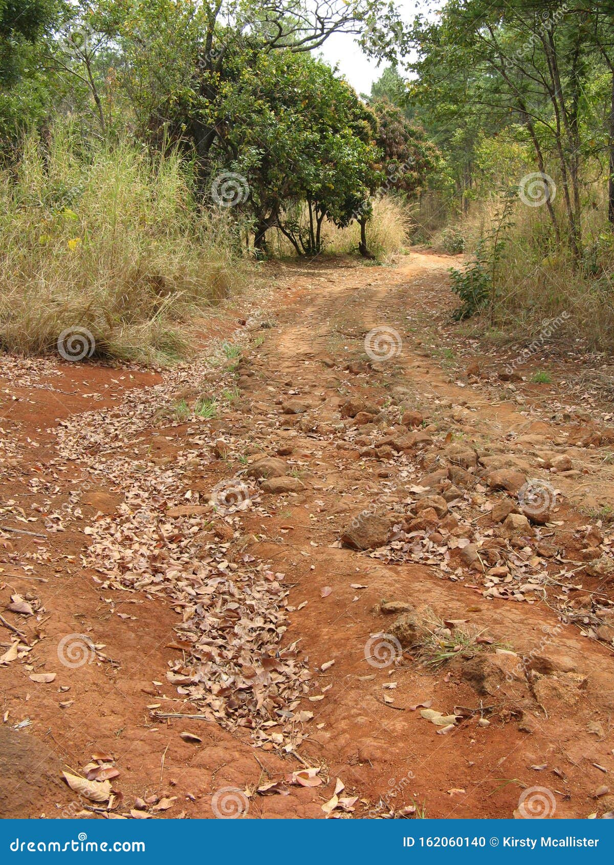 Bush path, Malawi stock photo. Image of bush, earth - 162060140