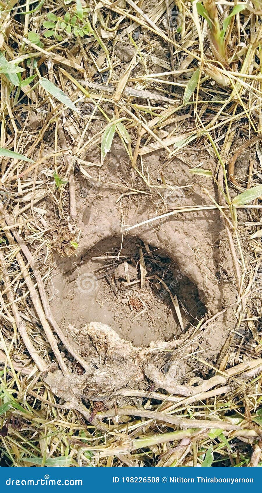 Earth Pit that Has Collapsed from the Ground. Stock Photo - Image of ...