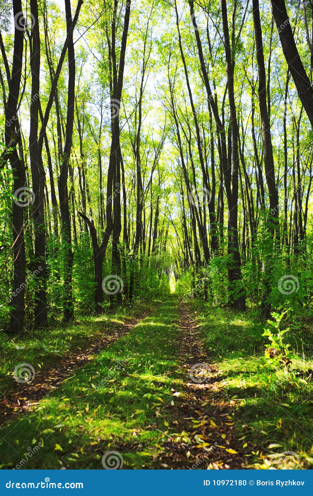 Earth Road stock photo. Image of landscape, earth, foliage - 10972180