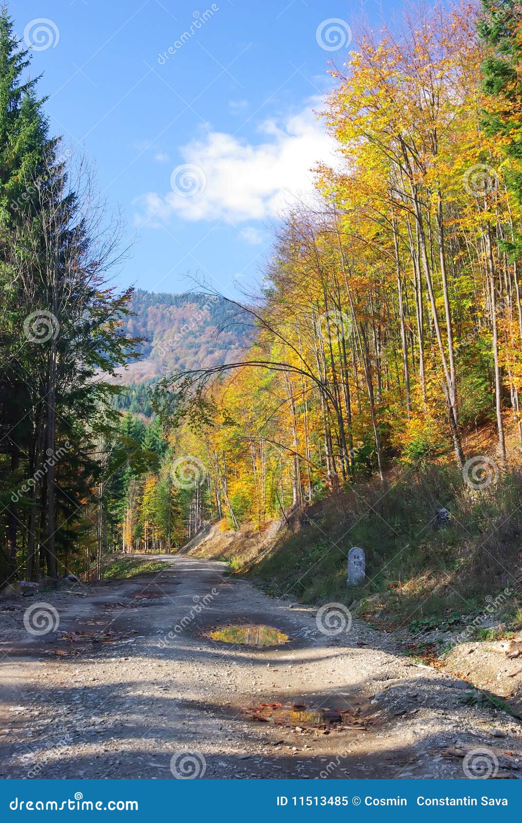Earth road through forest stock image. Image of autumn - 11513485