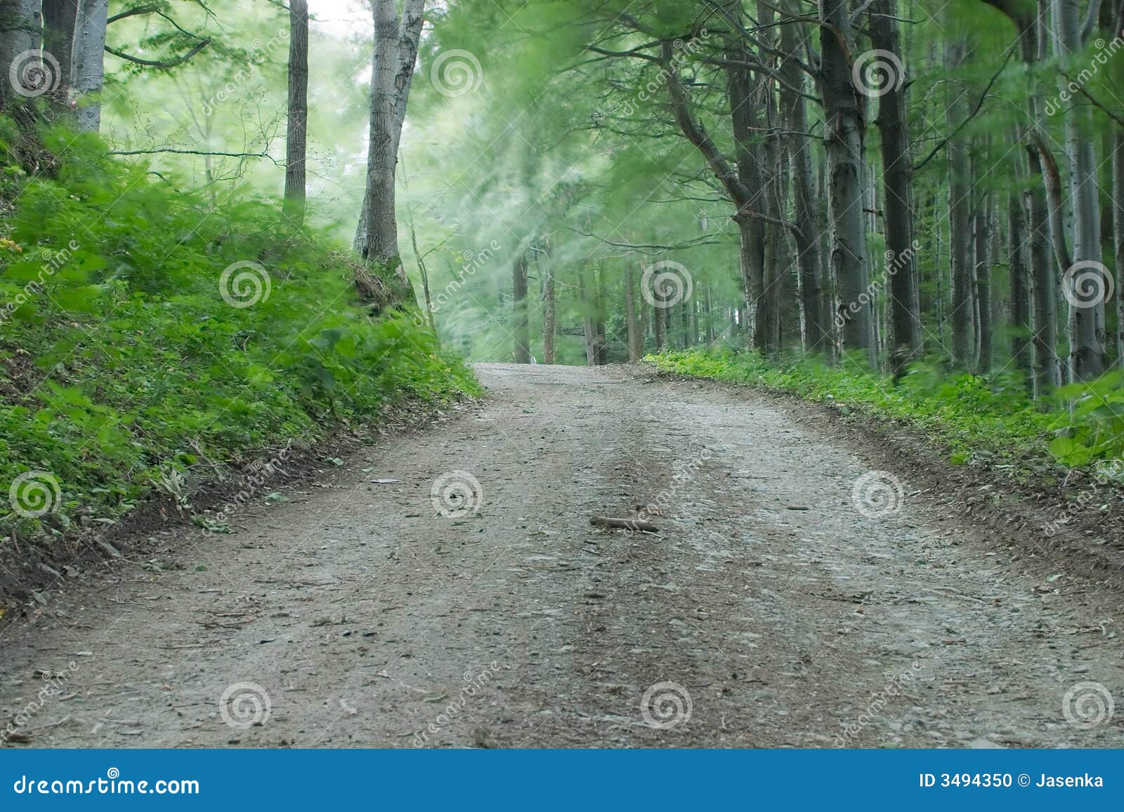 Earth road in forest stock photo. Image of dirt, summer - 3494350