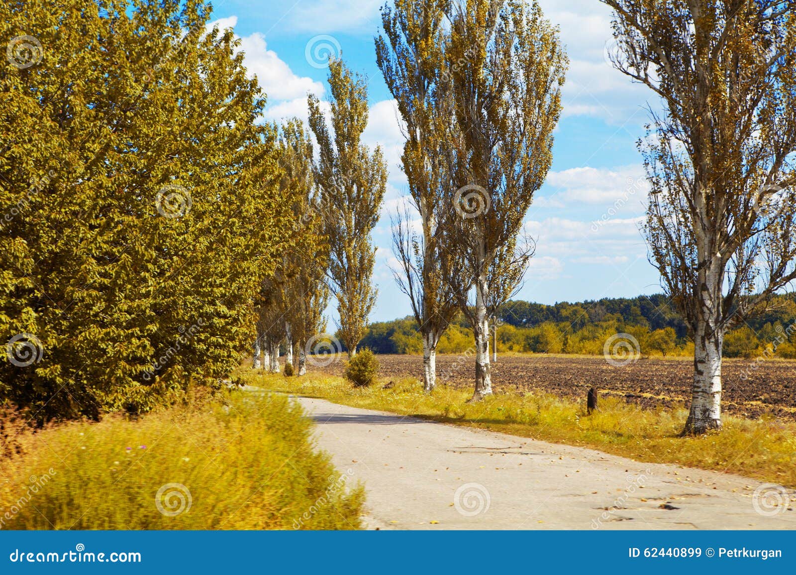 Earth Road and Poplar. Fall Stock Image - Image of vibrant, bright ...