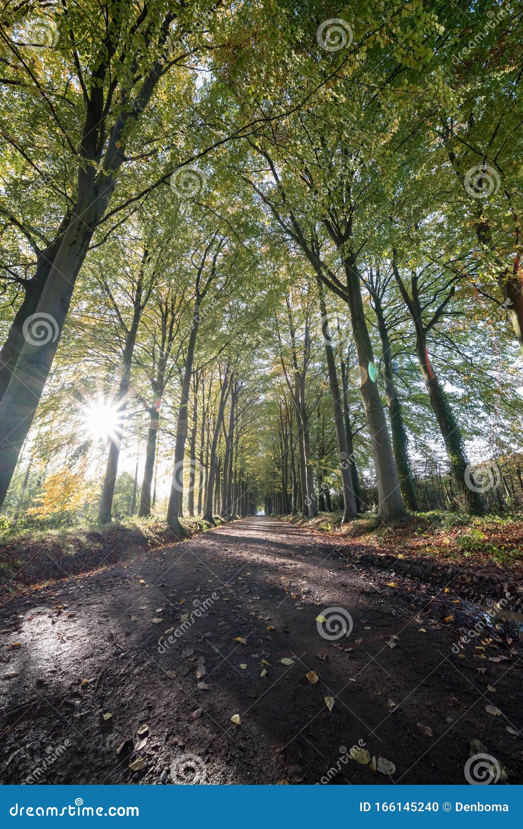 Earth Road with Rows of Trees Stock Photo - Image of earth, trees ...