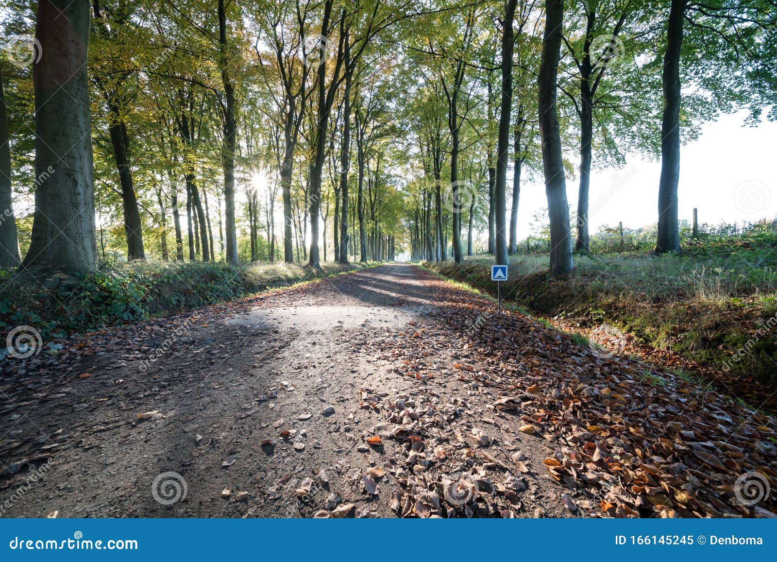 Earth Road with Rows of Trees Stock Image - Image of grass, green ...
