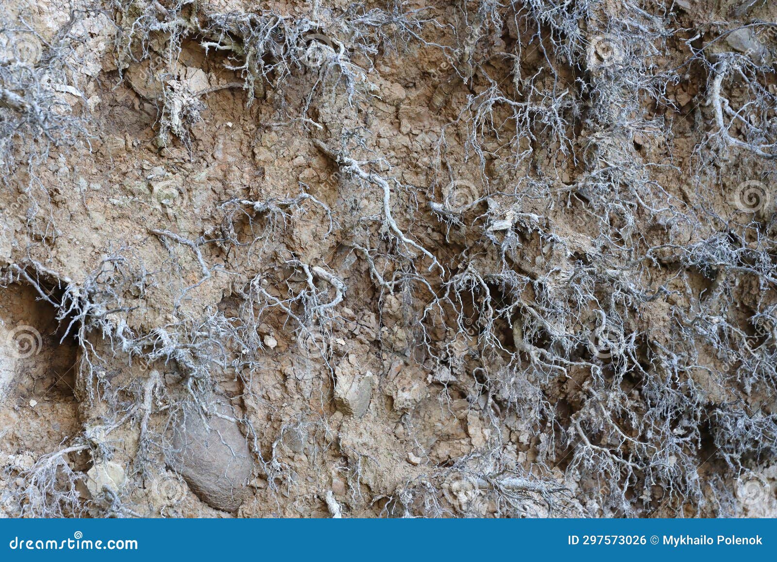 Earth Section with Different Layers of Soil, Rocks and Plant Roots ...
