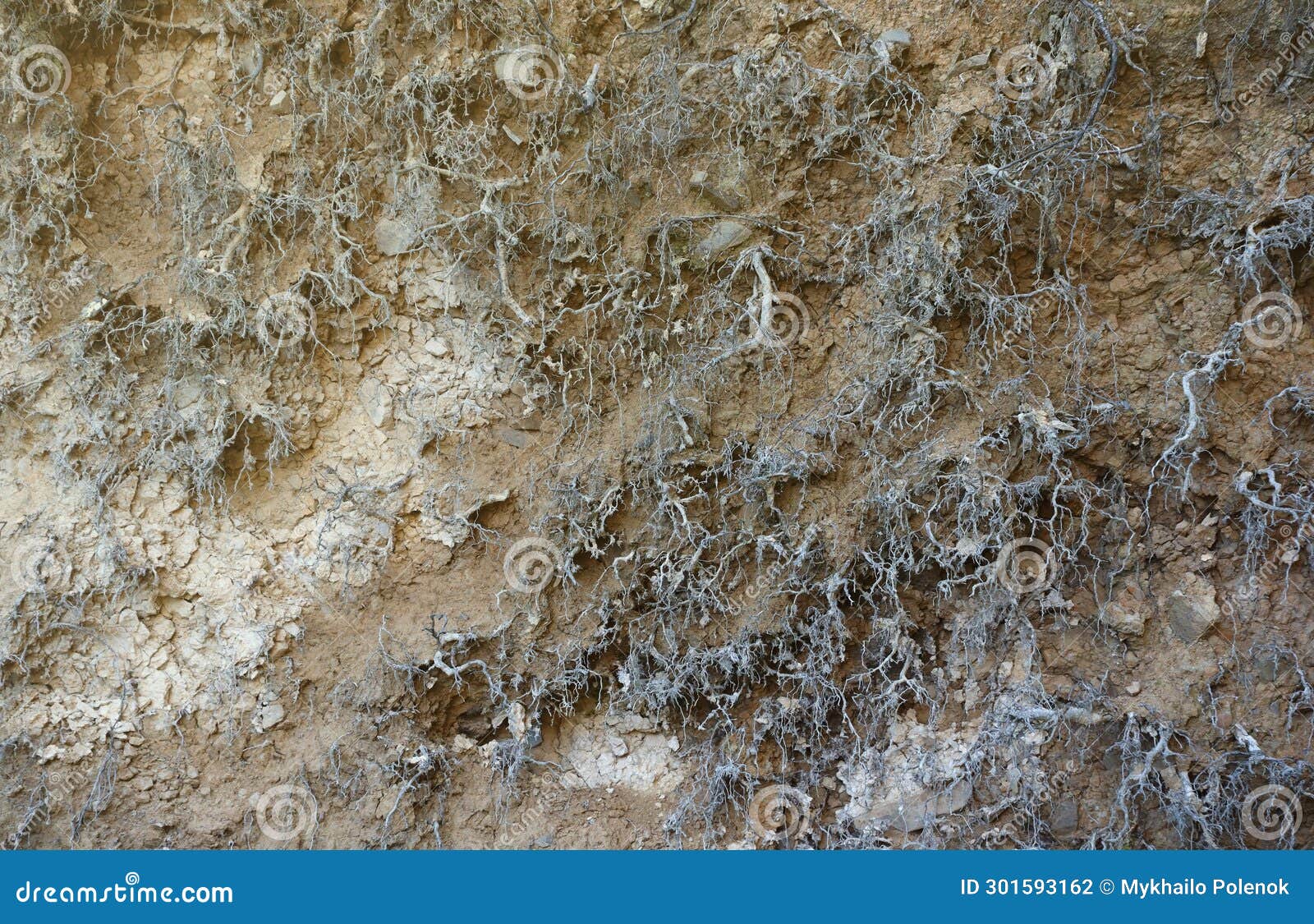 Earth Section with Different Layers of Soil, Rocks and Plant Roots ...