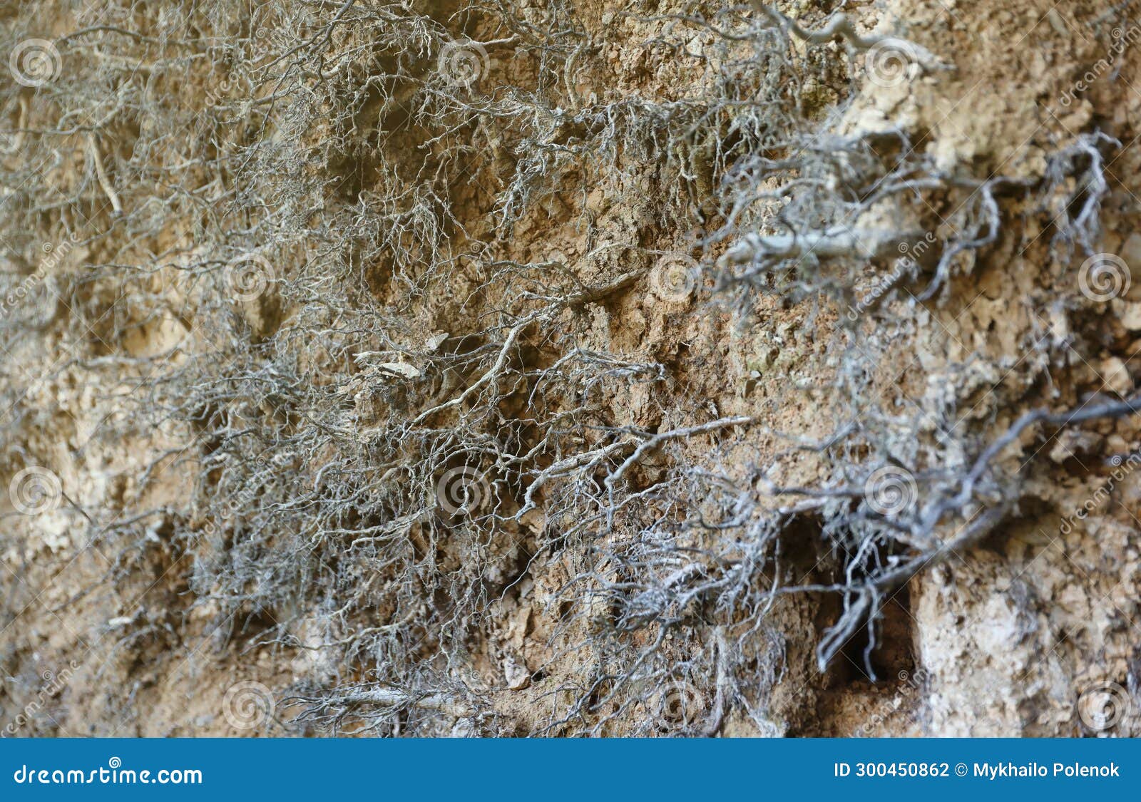 Earth Section with Different Layers of Soil, Rocks and Plant Roots ...