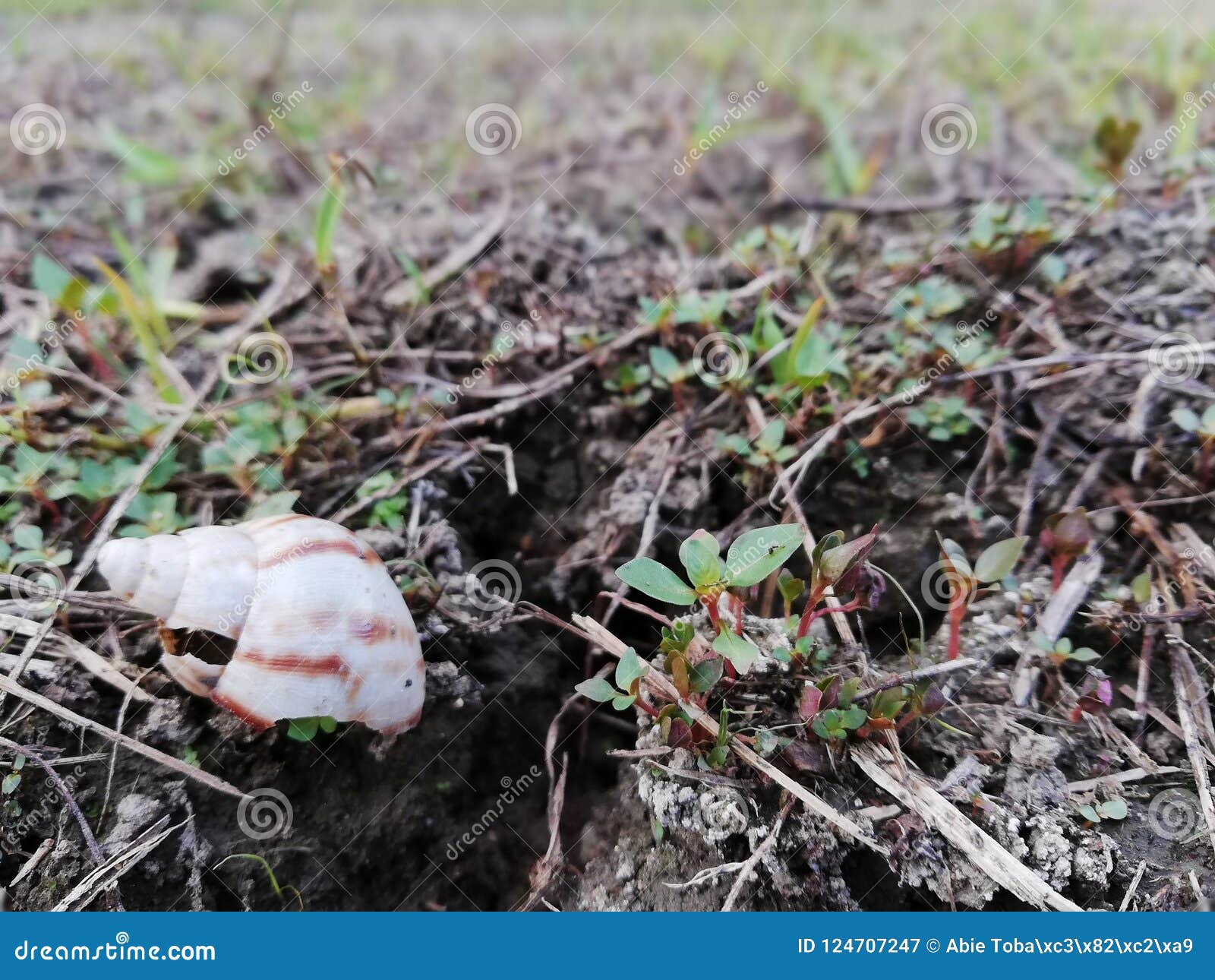 Empty shell stock image. Image of earth, soil, shell - 124707247