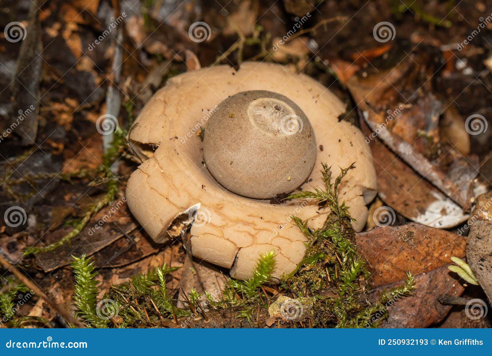 Earth Star fungi stock image. Image of floor, fungus - 250932193