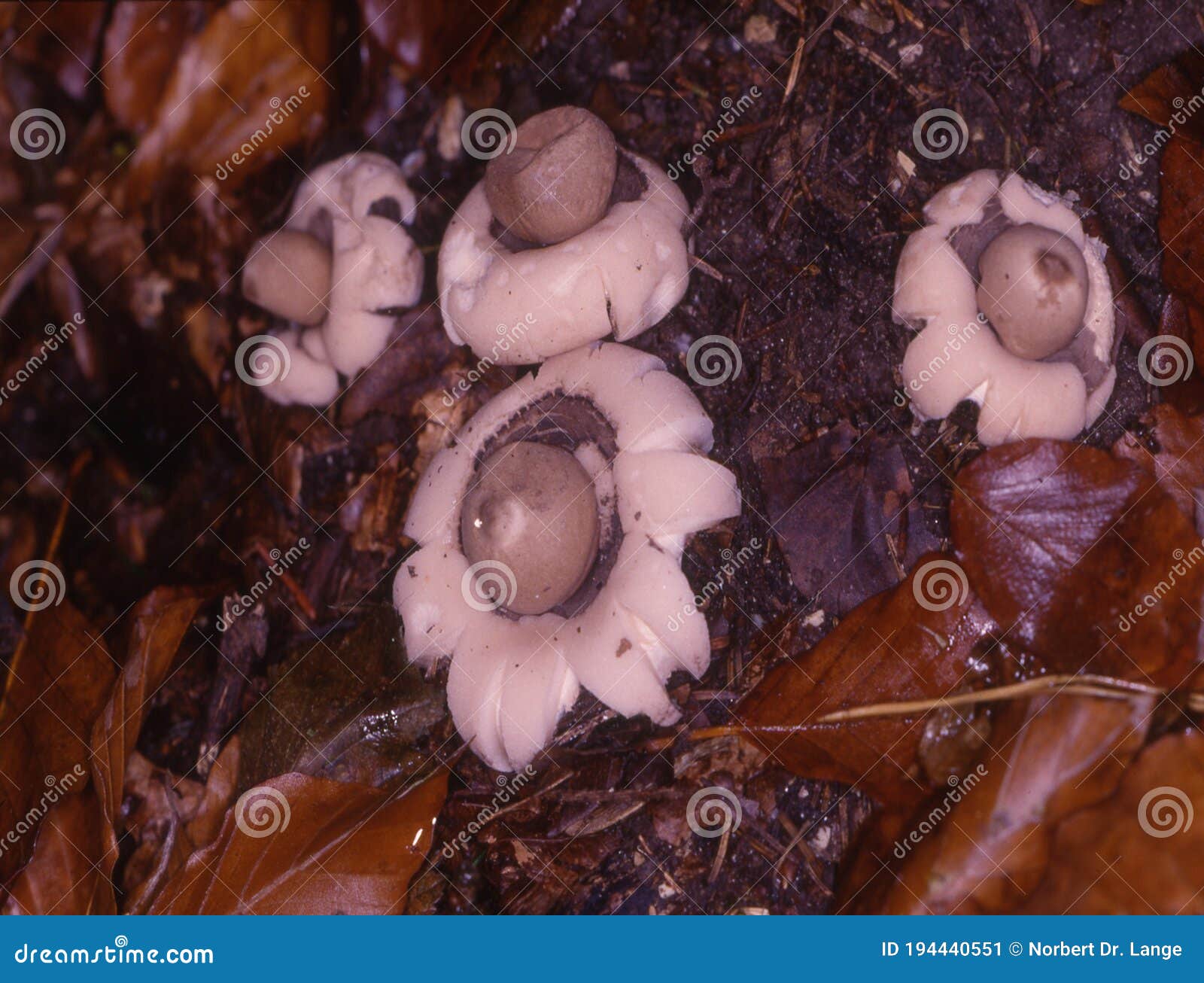 Earth Star Mushrooms on the Forest Stock Image - Image of bauchpilze ...