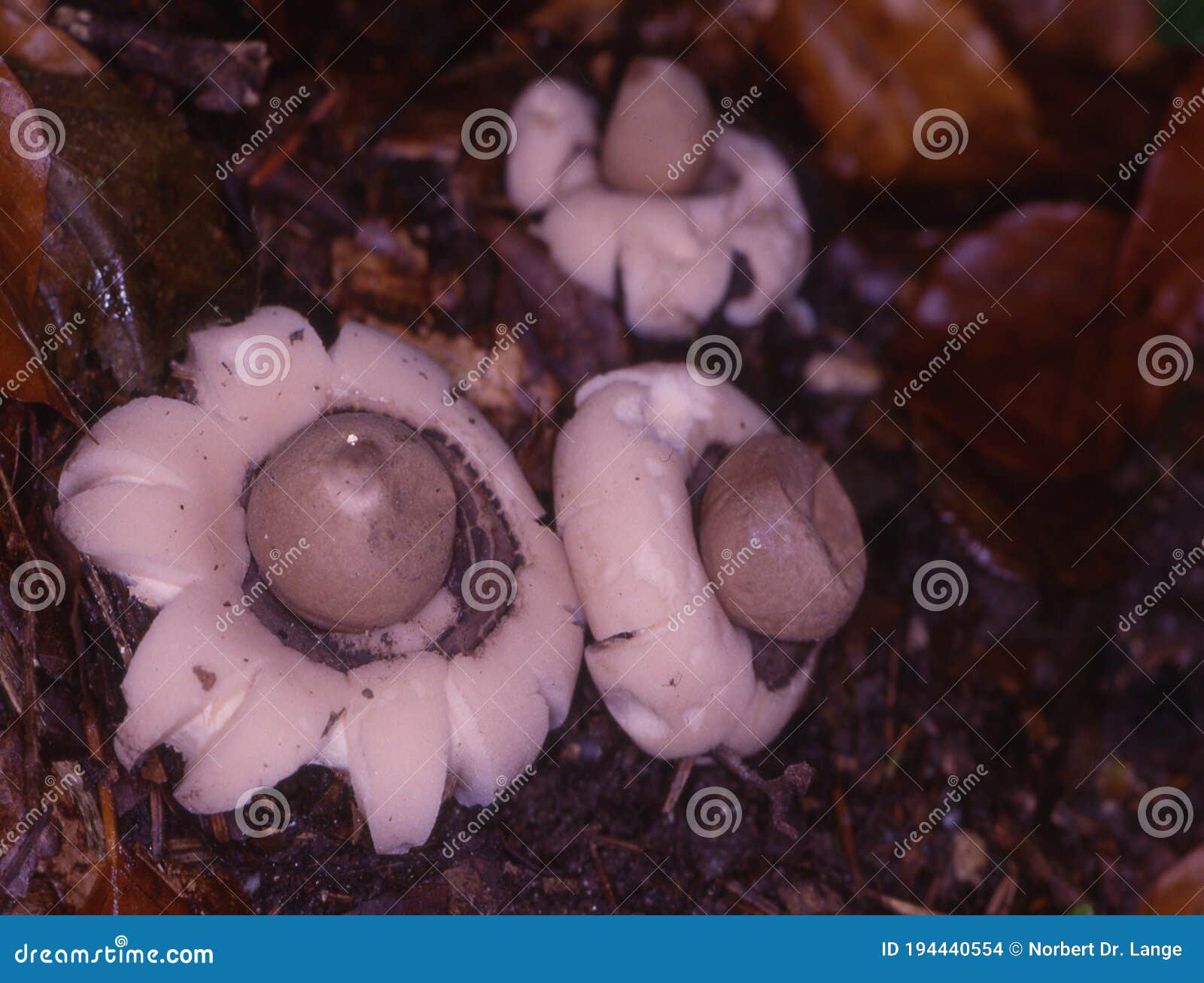 Earth Star Mushrooms on the Forest Stock Photo - Image of geastrum ...
