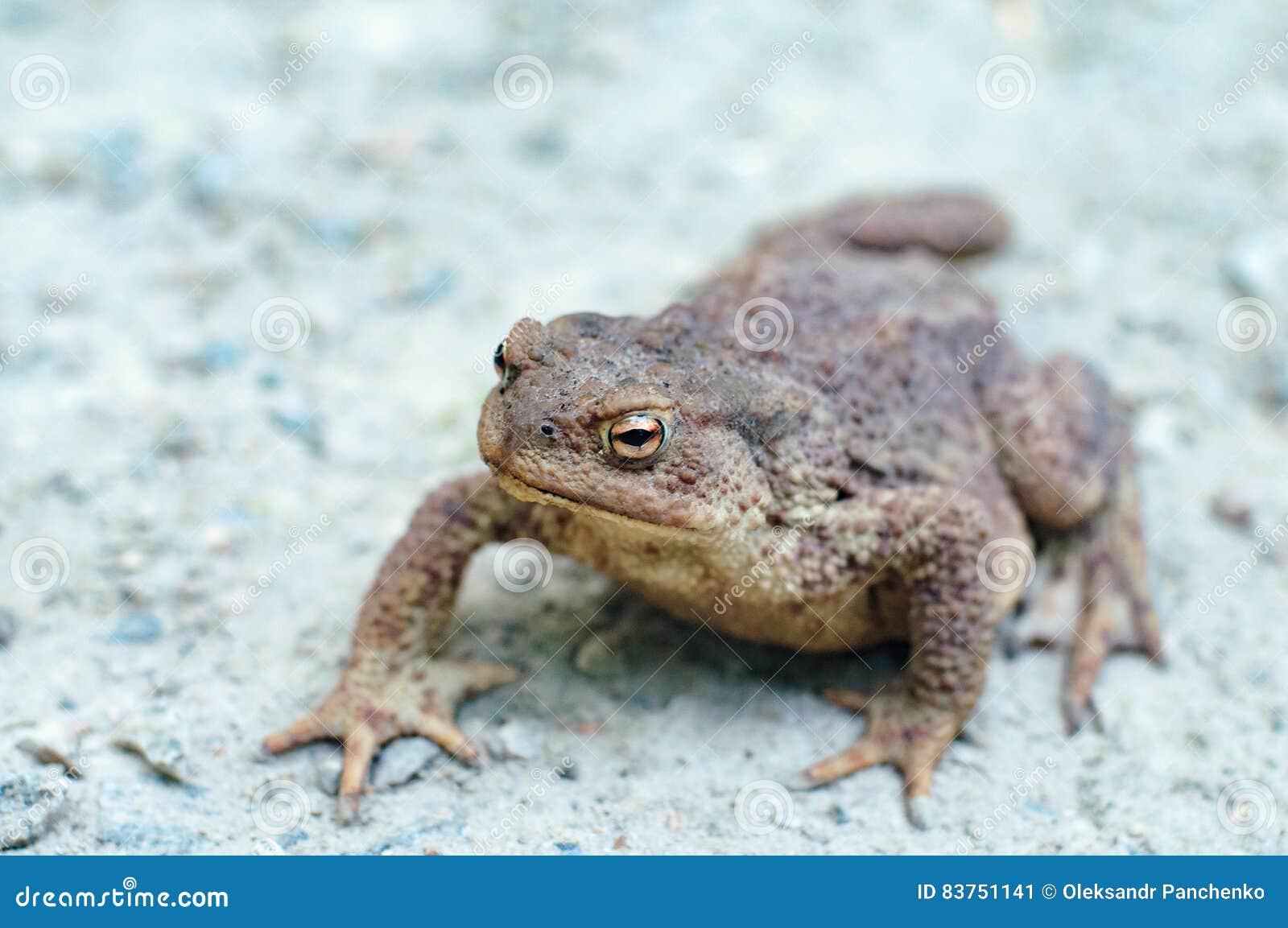 Earth Toad stock image. Image of reptile, portrait, environment - 83751141