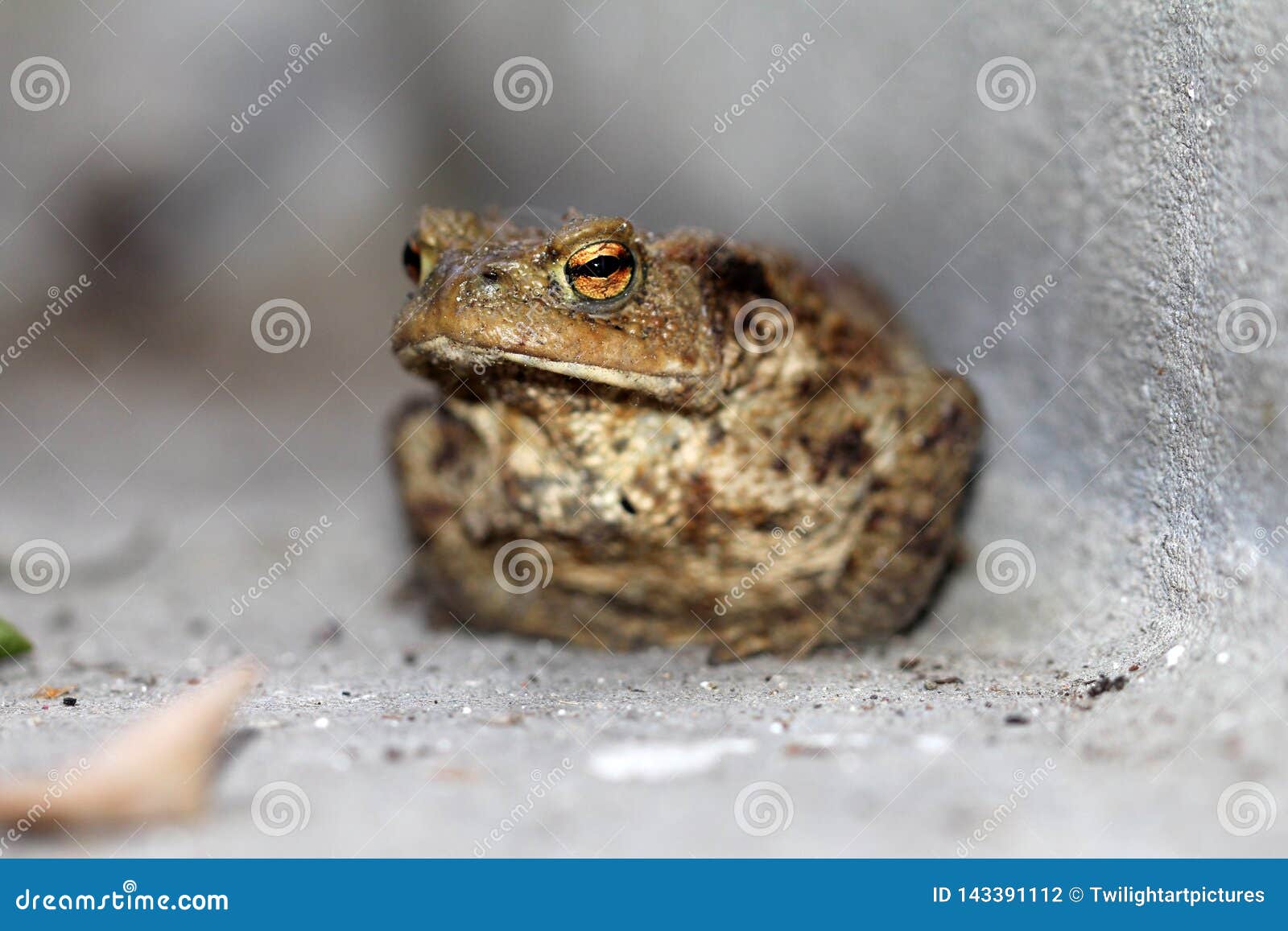 Earth Toad in Spring on the Amphibious Walk Stock Photo - Image of ...