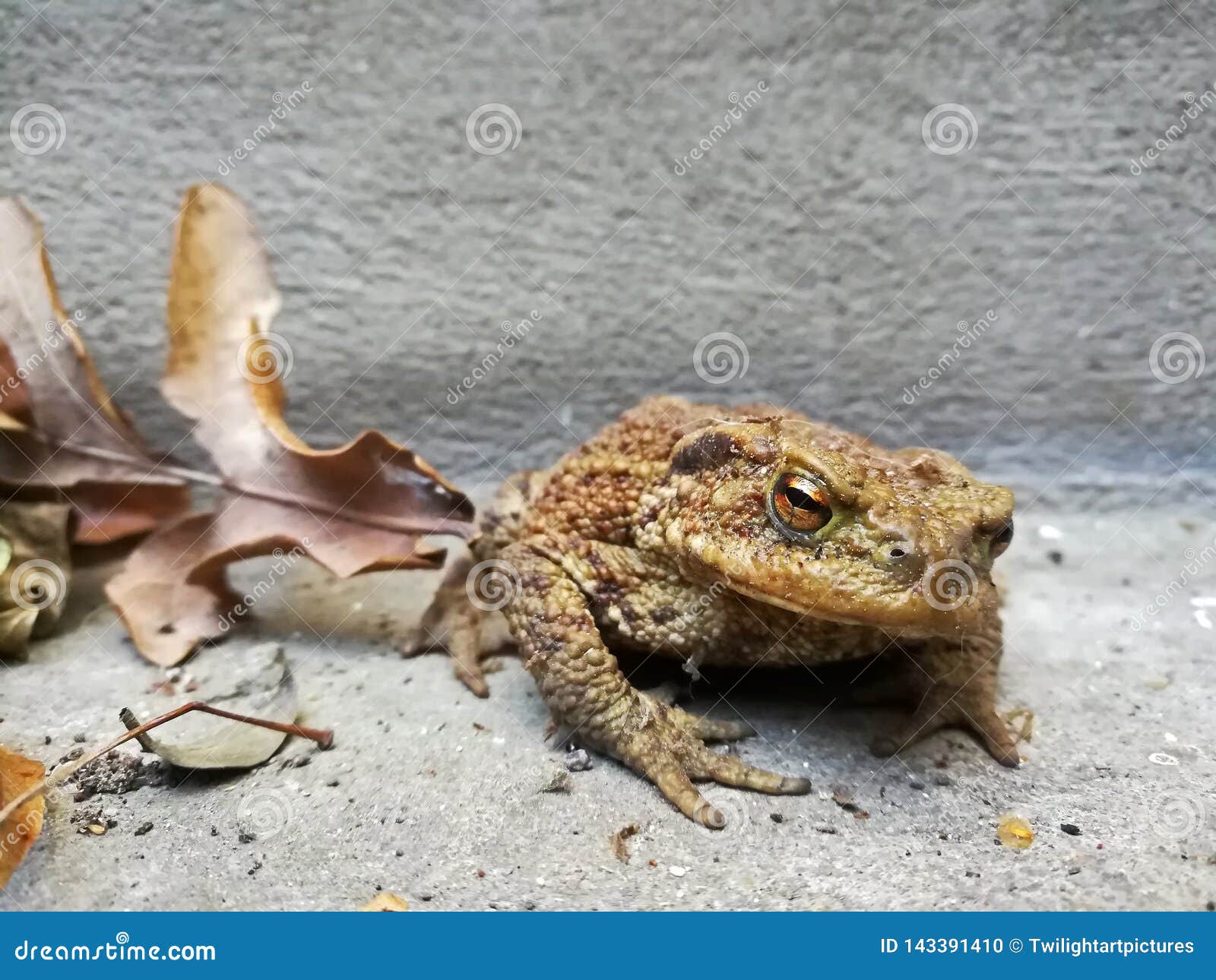 Earth Toad in Spring on the Amphibious Walk Stock Photo - Image of hike ...