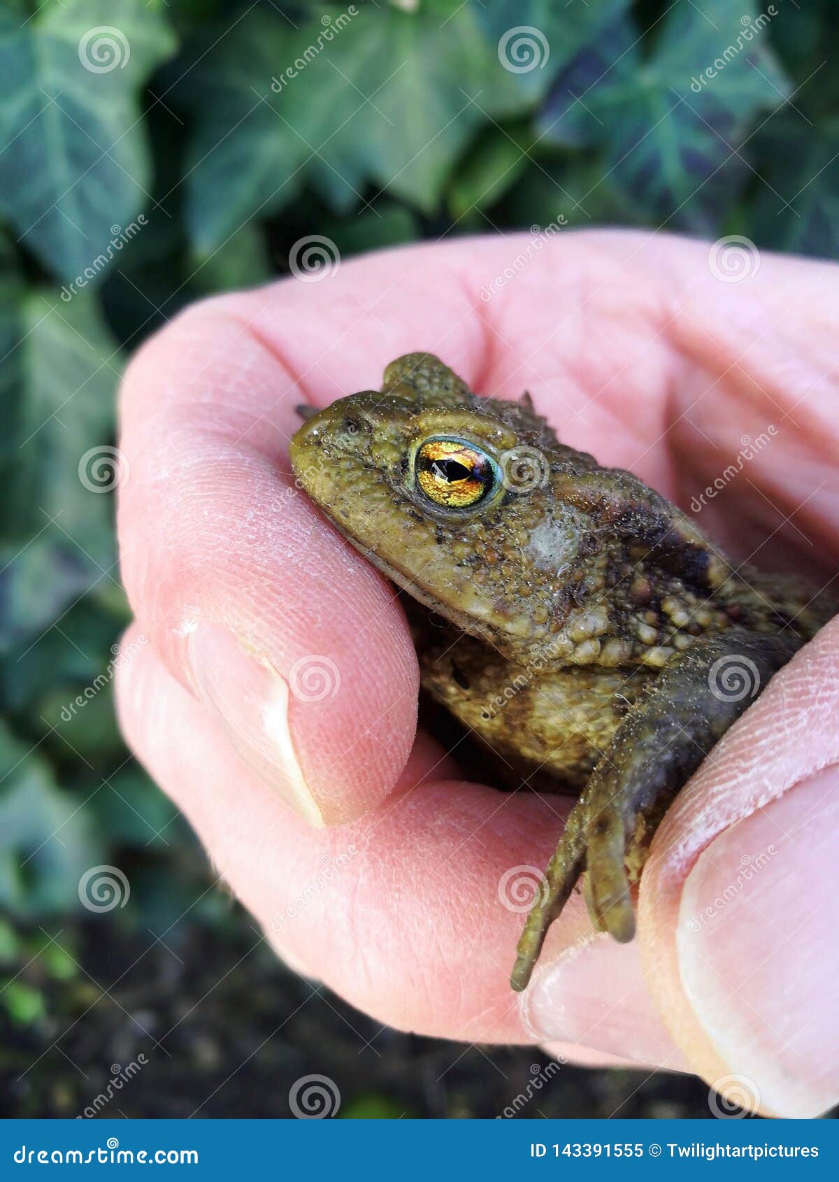 Earth Toad in Spring on the Amphibious Walk Stock Image - Image of ...