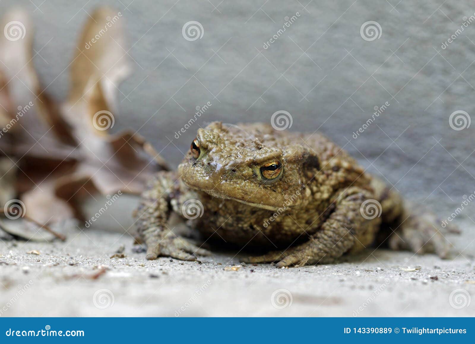 Earth Toad in Spring on the Amphibious Walk Stock Image - Image of ...