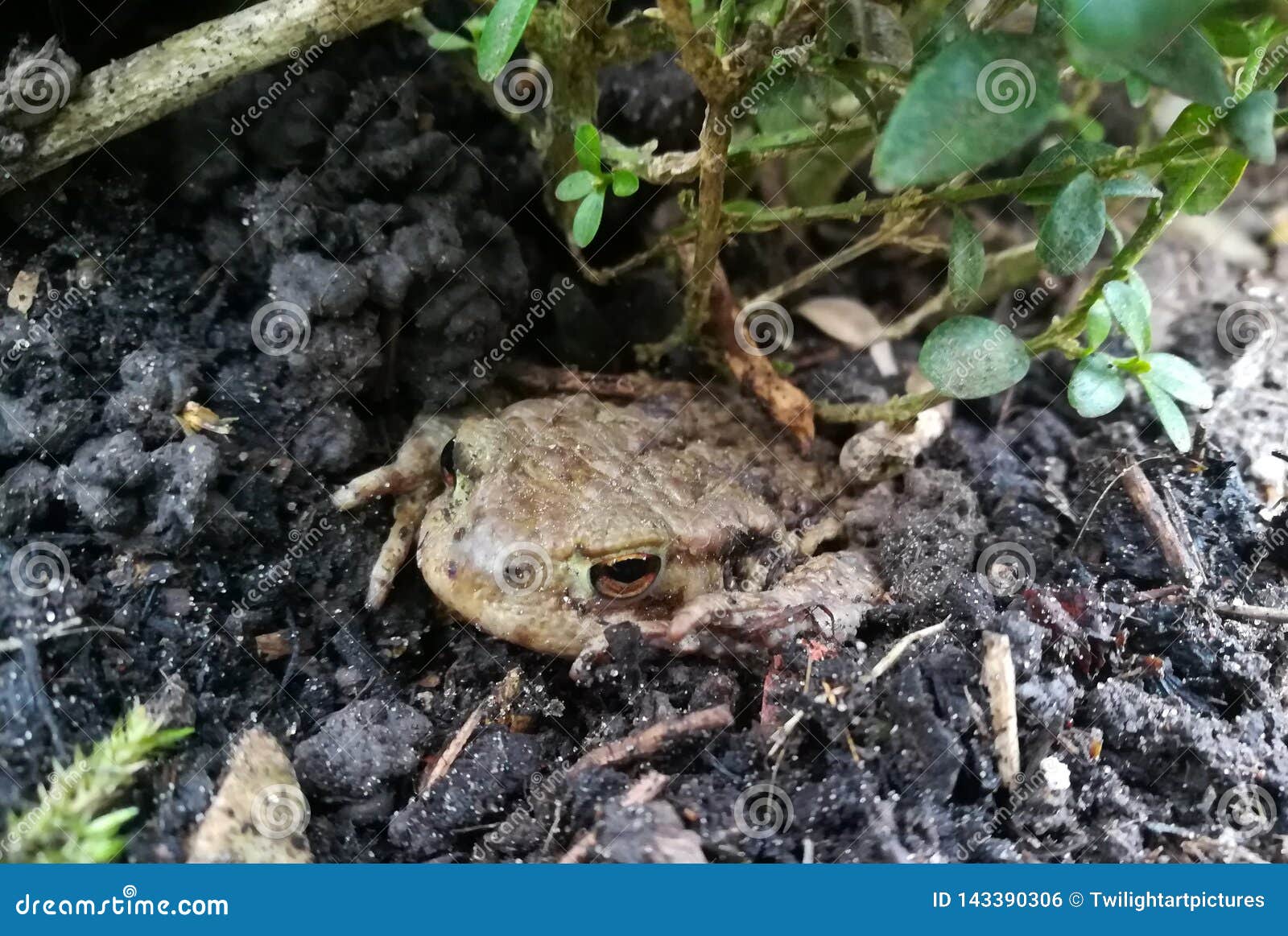 Earth Toad in Spring on the Amphibious Walk Stock Photo - Image of walk ...