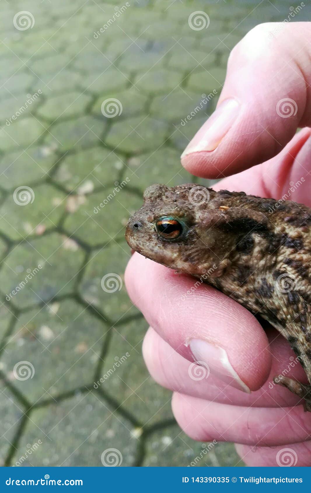 Earth Toad in Spring on the Amphibious Walk Stock Image - Image of save ...