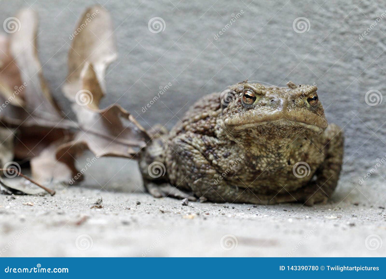 Earth Toad in Spring on the Amphibious Walk Stock Photo - Image of ...