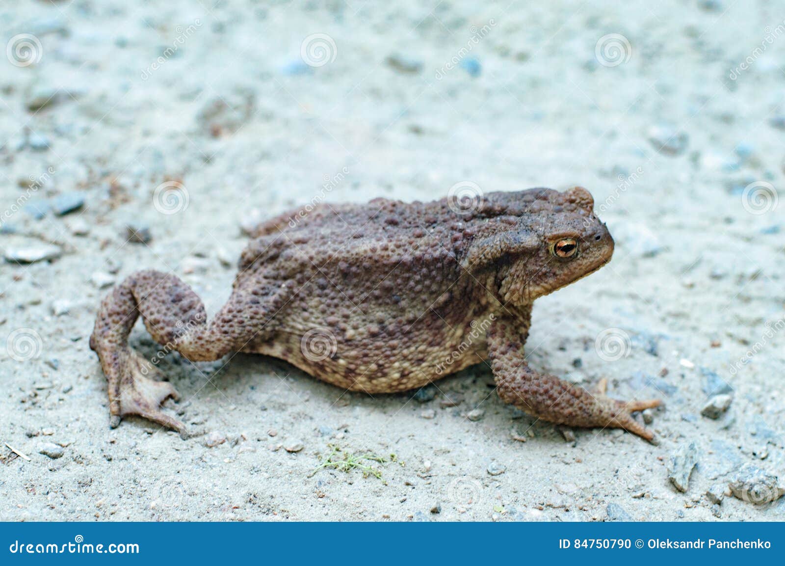 An Earth Toad Walking Over a Gravel Road Stock Photo - Image of ...