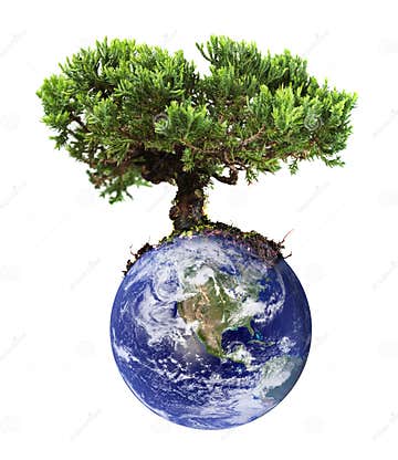 Earth tree stock image. Image of bonsai, green, global - 10545983