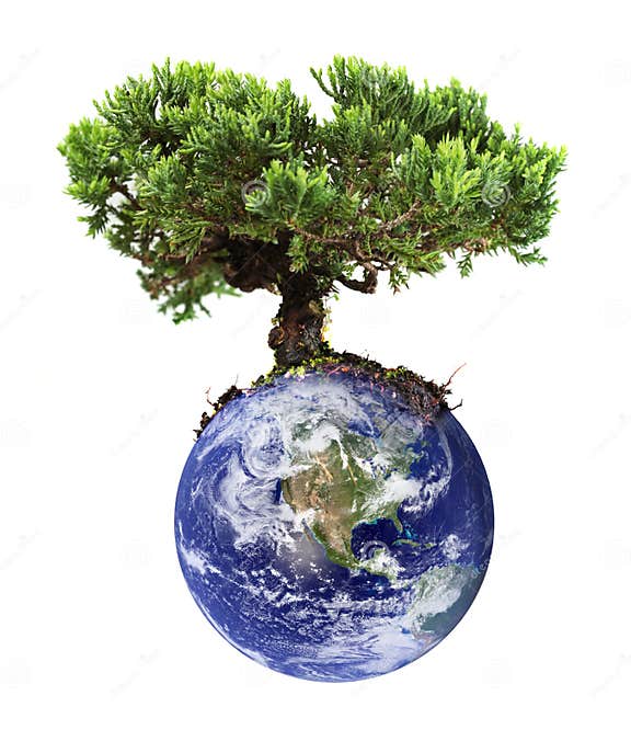 Earth tree stock image. Image of bonsai, green, global - 10545983