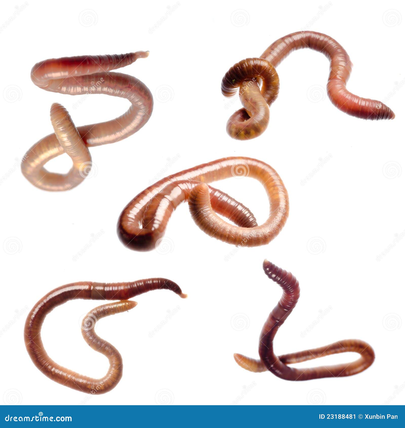 Earth worm stock image. Image of earthworm, collection - 23188481