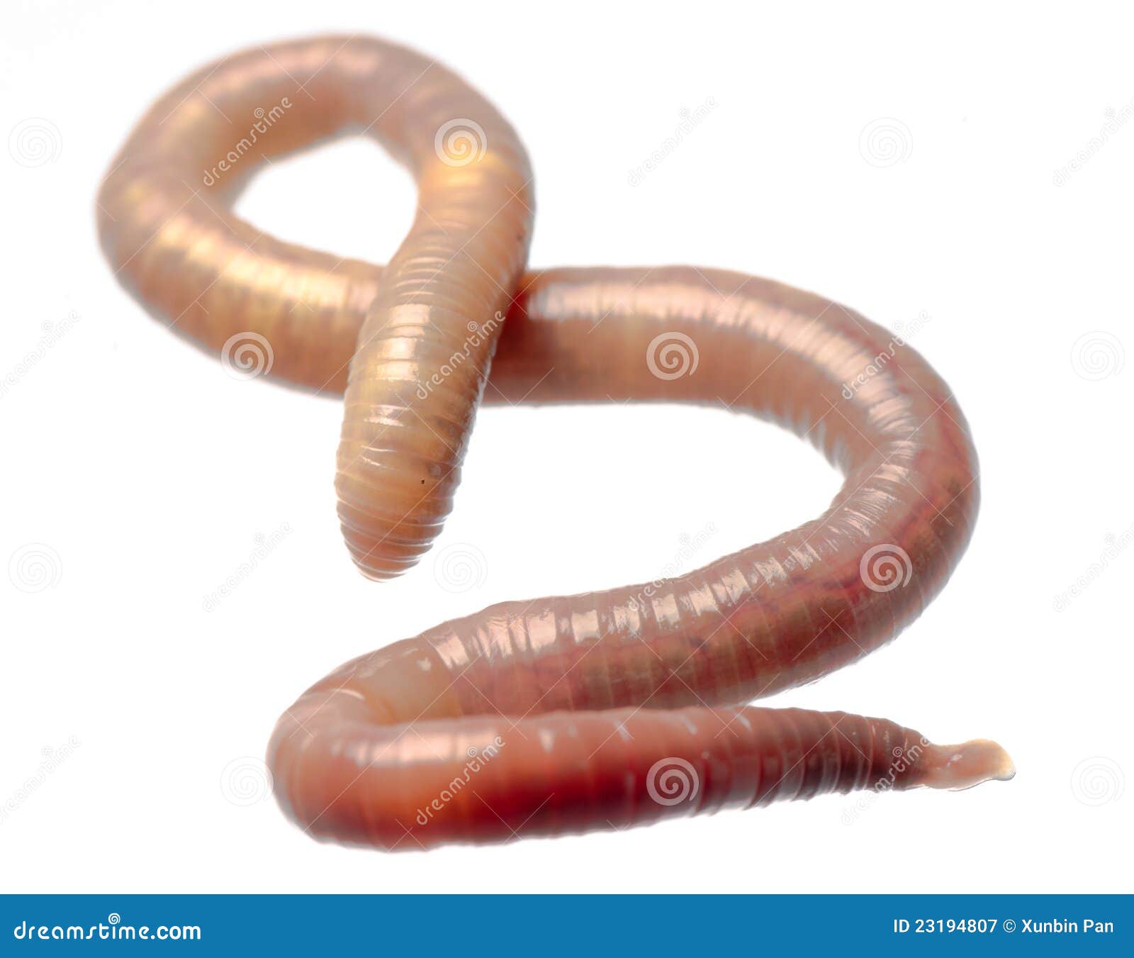 Earth Worm. Stock Photo | CartoonDealer.com #132149634