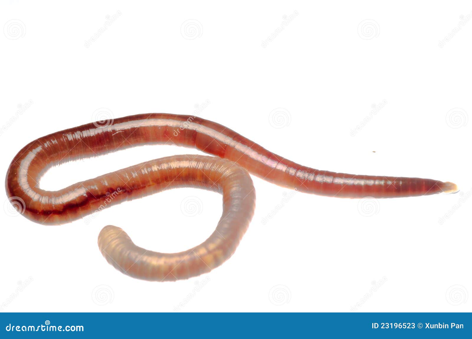 Earth worm stock image. Image of earthworm, close, crawling - 23196523