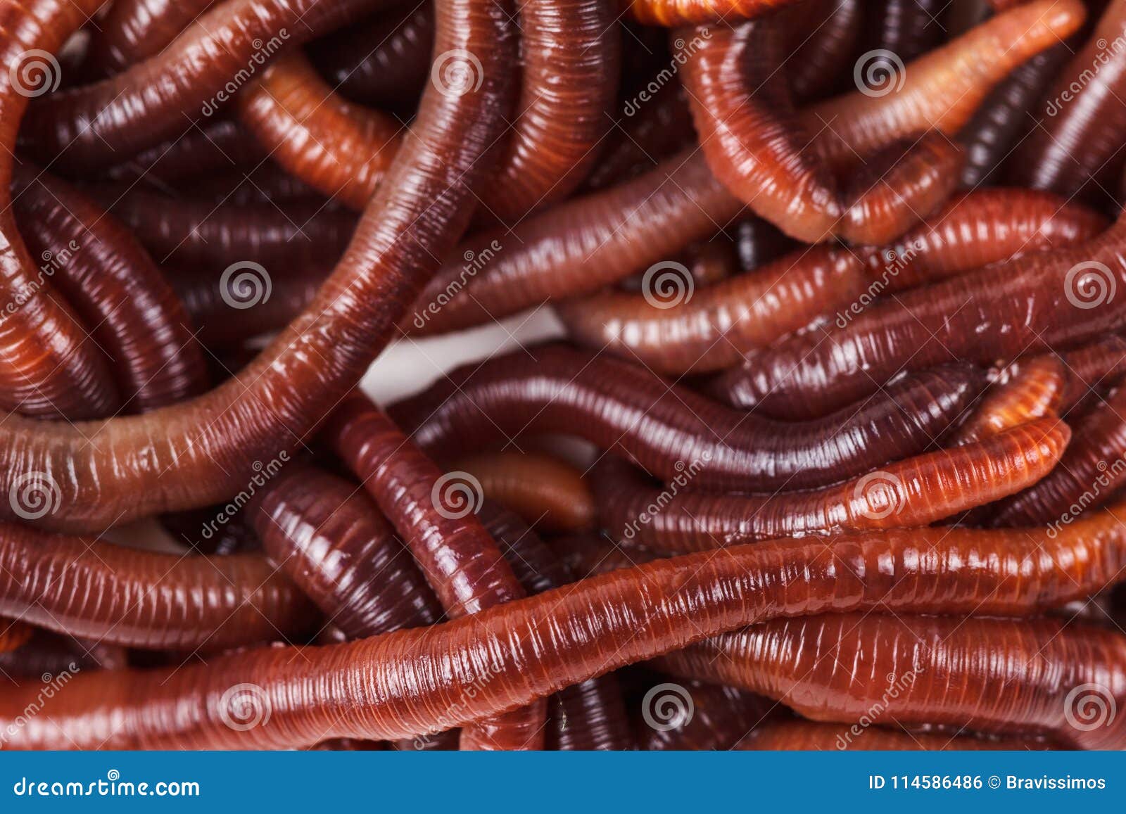 Earth worm background stock photo. Image of insect, soil - 114586486