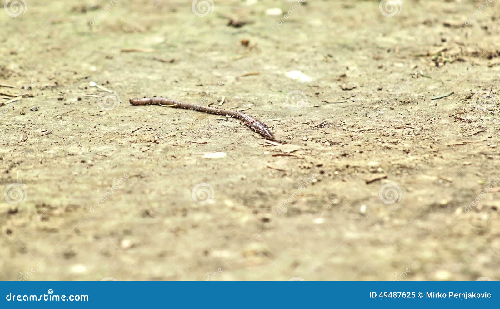 Earth Worm on a Dried Ground Stock Video - Video of creep, insects ...