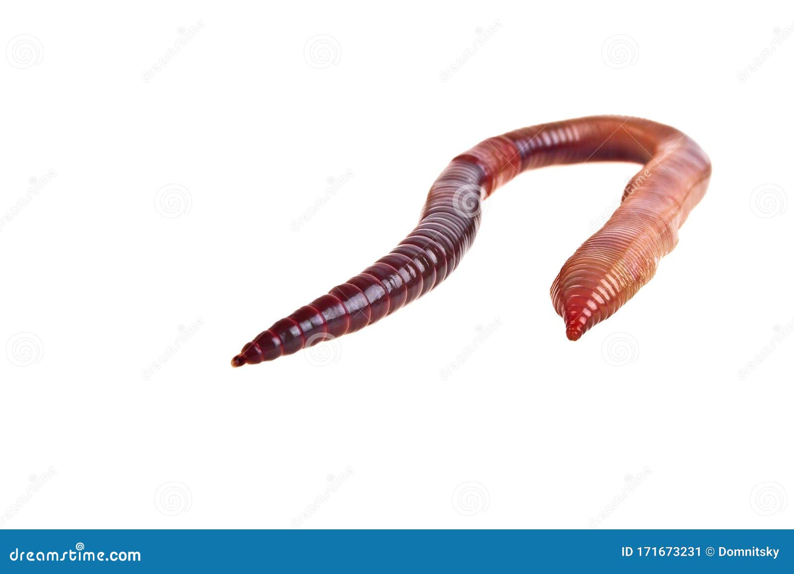 Earth Worm Isolated on White Background Stock Image - Image of earth ...